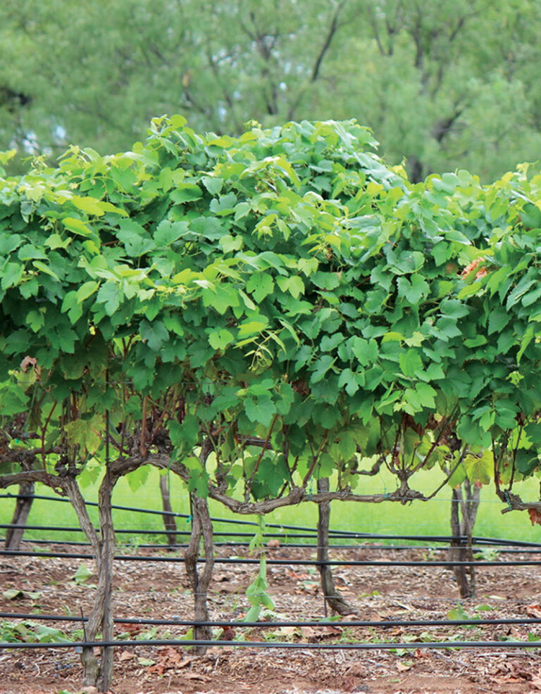 Voyages: Grape Expectations