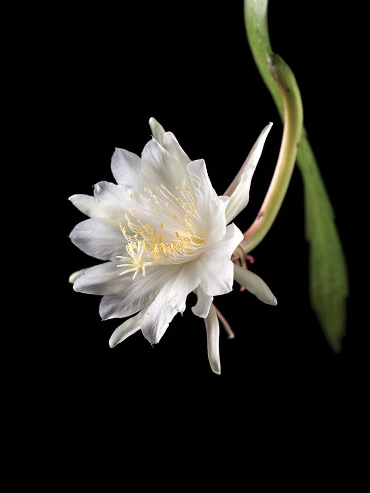 Home Grown | Midnight Rapture