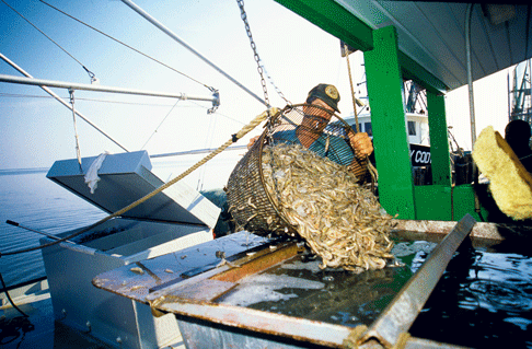 SHRIMPING IN TROUBLED WATERS