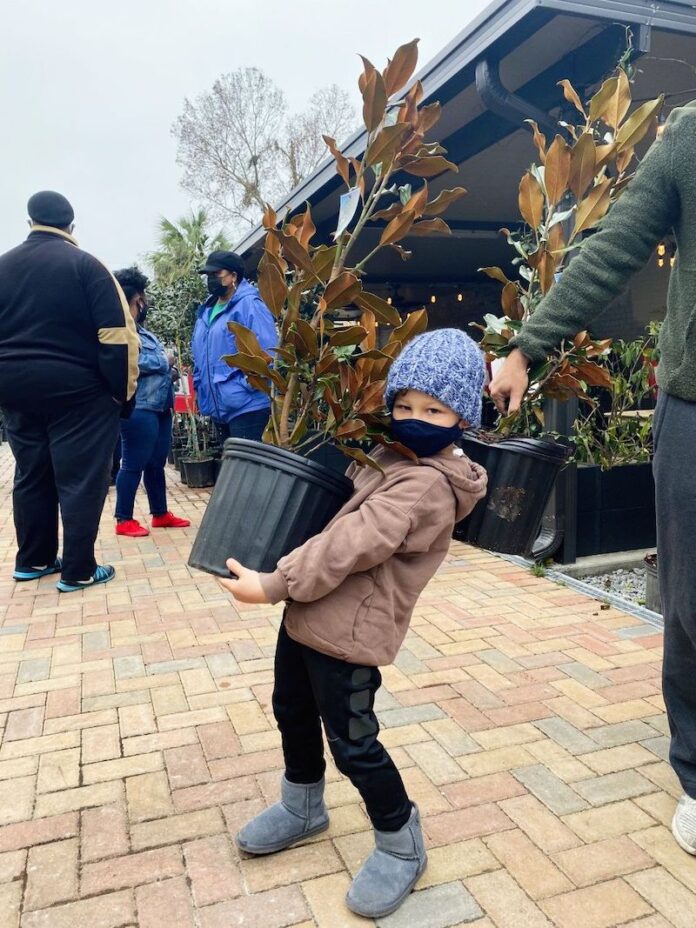 NOLA Tree Project Hosts the Big TREEsy Giveaway of 500 Trees, Nov. 20