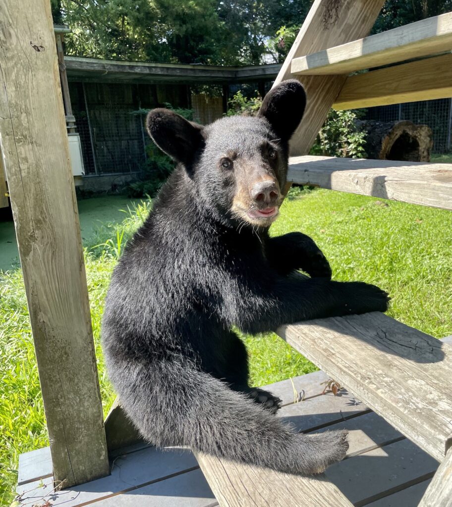 Audubon Zoo Welcomes Two New Bear Cubs