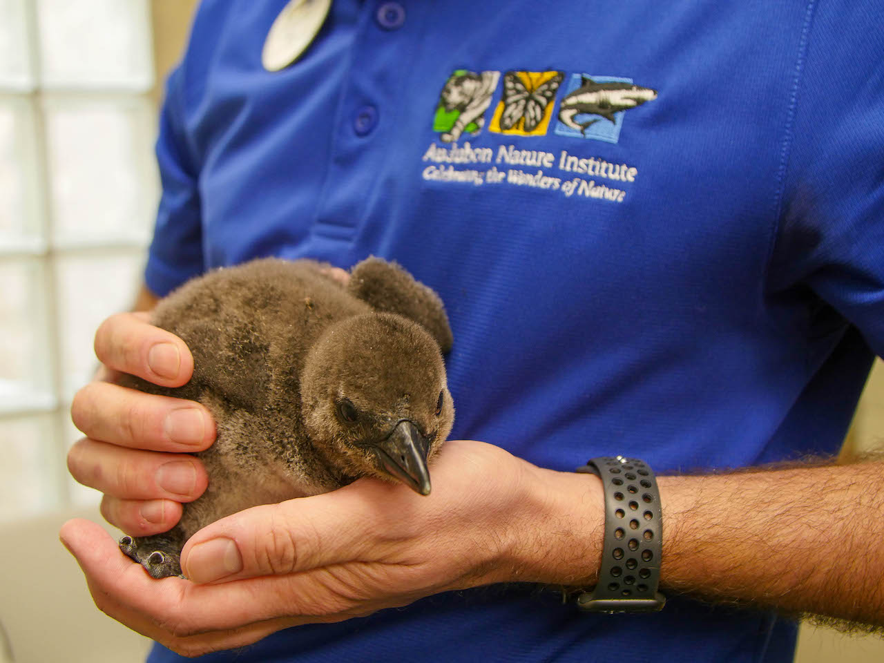 Audubon Aquarium Welcomes New Penguin Chick