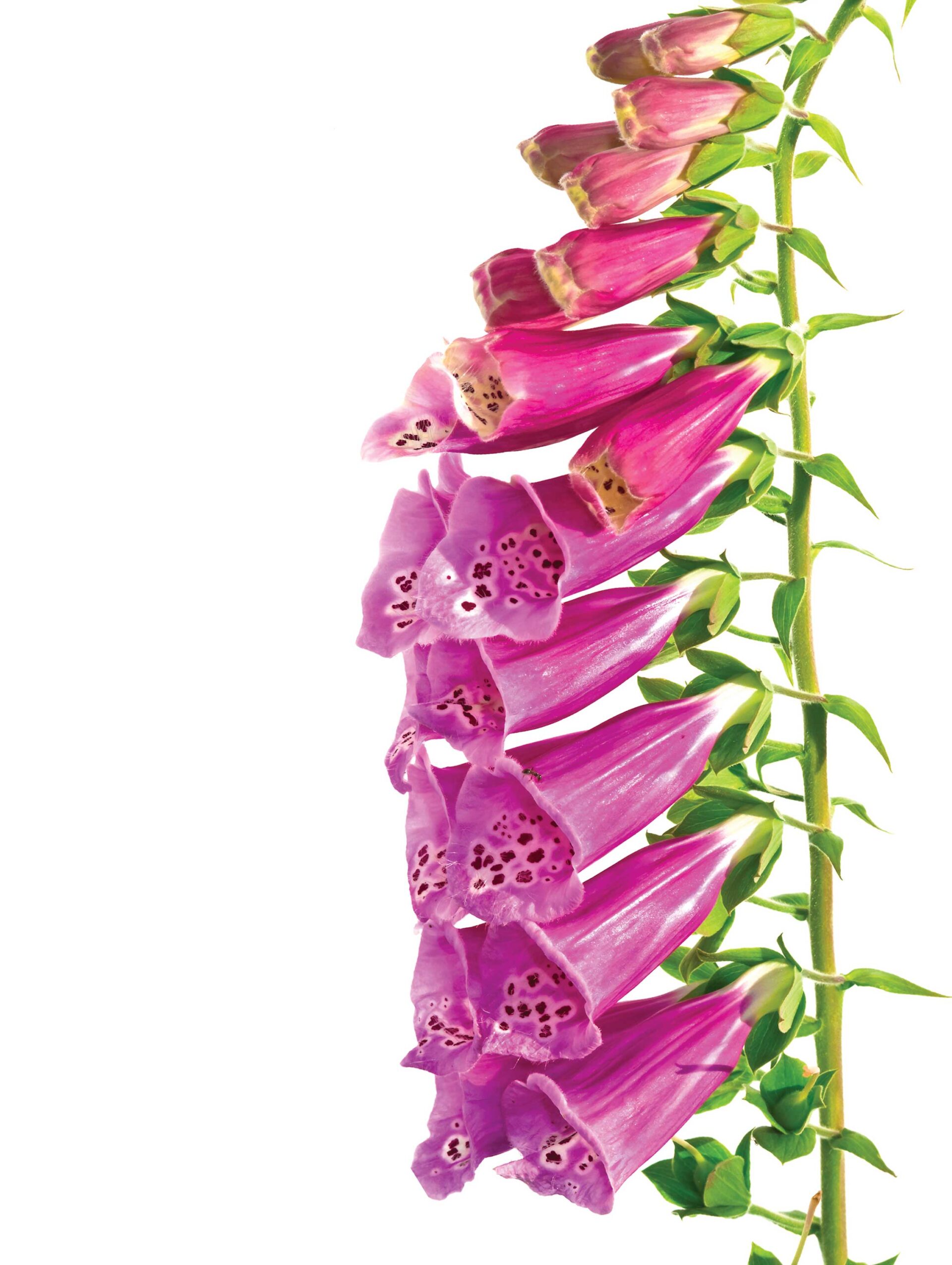 Foxglove