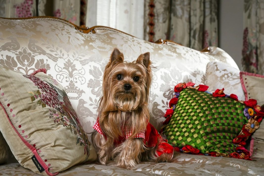 Mystic Krewe of Barkus King & Queen to Dine at Galatoire's Friday