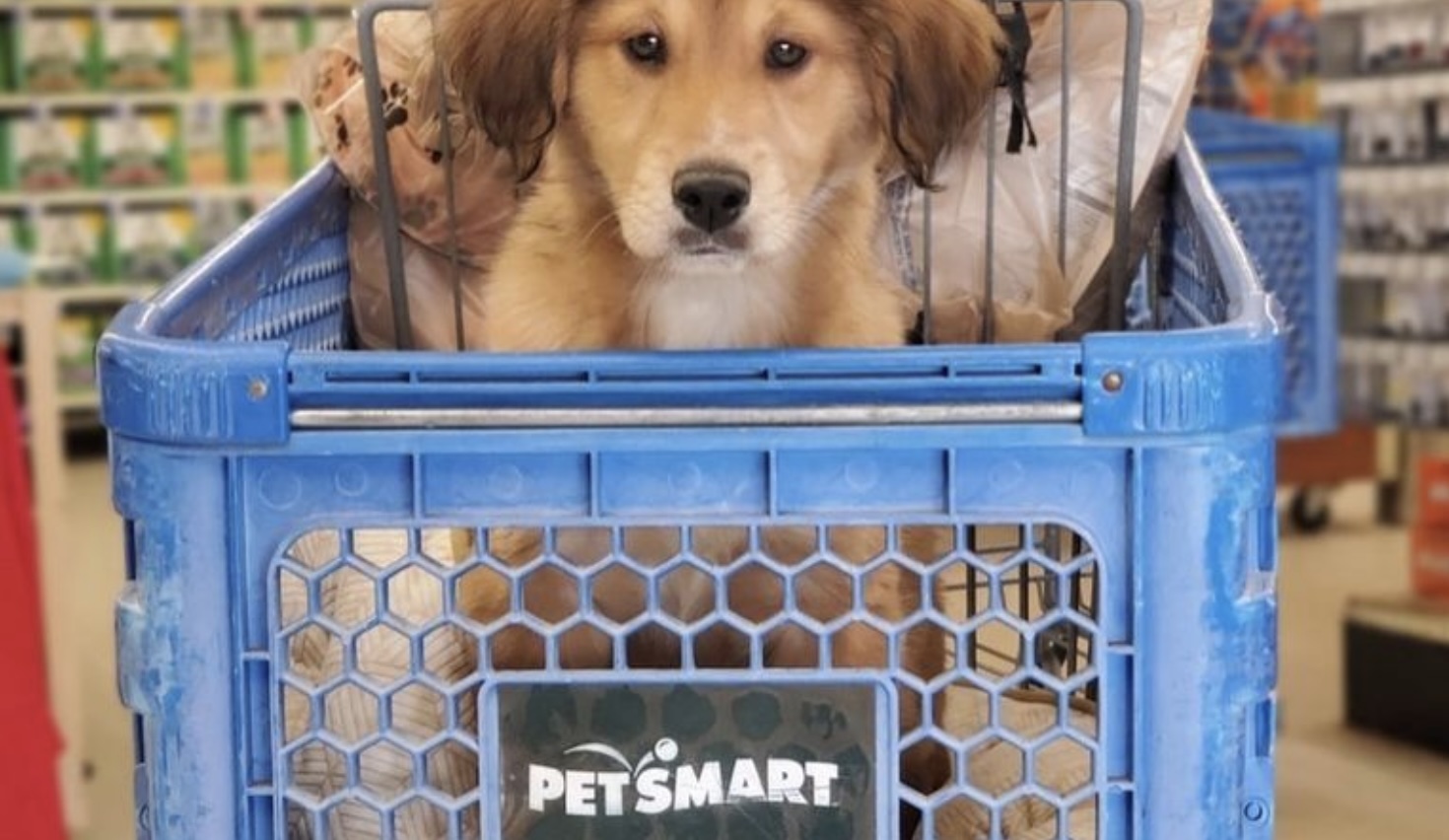 Louisiana SPCA Joins PetSmart for 2025 Adoption Week