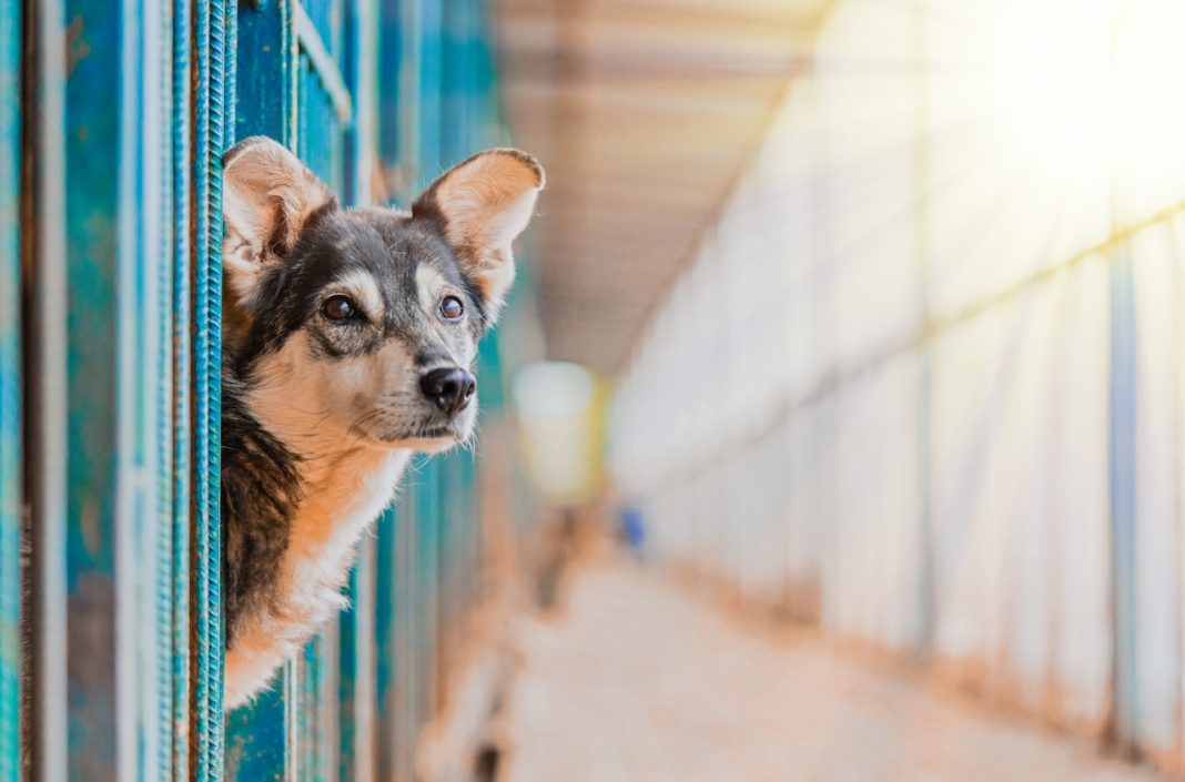 Louisiana SPCA is Asking for Help to Clear the Shelter